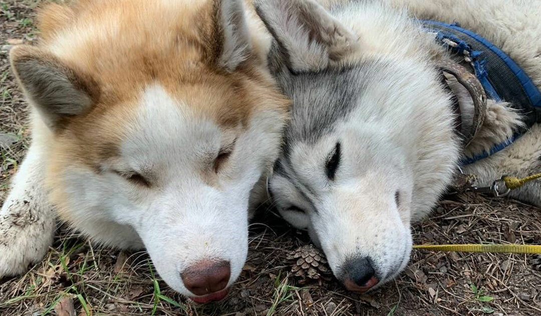 На пост мэра Торонто претендует собака — МирТесен